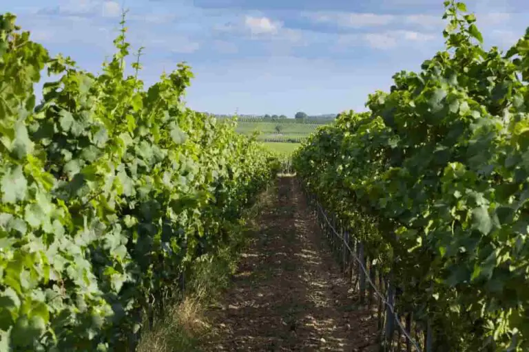 11+ Best Old Mission Peninsula Wineries to Visit [+ Wine History ...