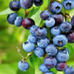48 Best U-Pick Blueberry Farms in Michigan – Inside Michigan